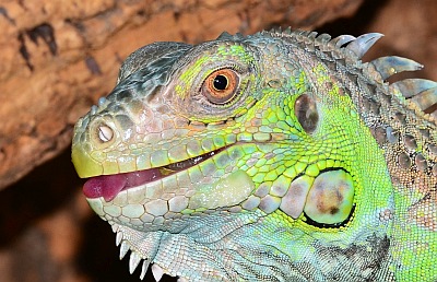 Aquarien- und Terrarienverein "Scalare" 1925/55 e.V. Fulda ...